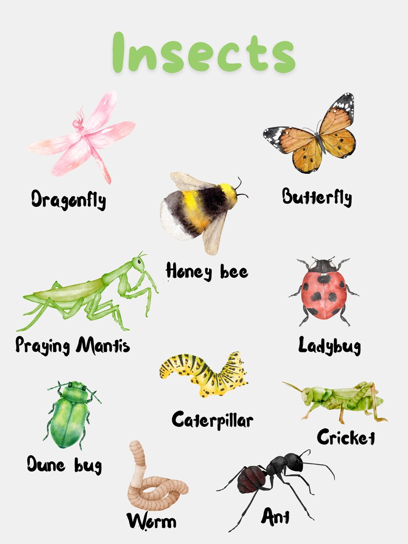 Insects Poster - Etsy