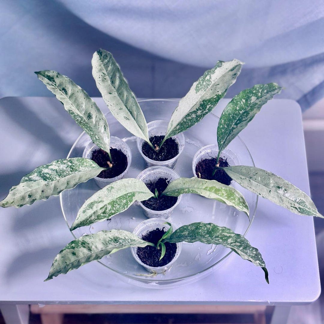 Pre-order | Hoya Occultata High Silver/splash Two-leaf Rooted Cutting ...