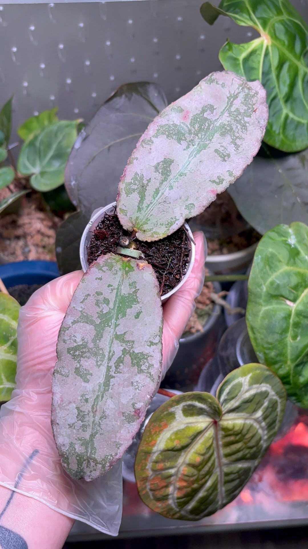 Hoya Undulata Silver Clone 1 (premium Silver Pink) | Fully Rooted | One ...