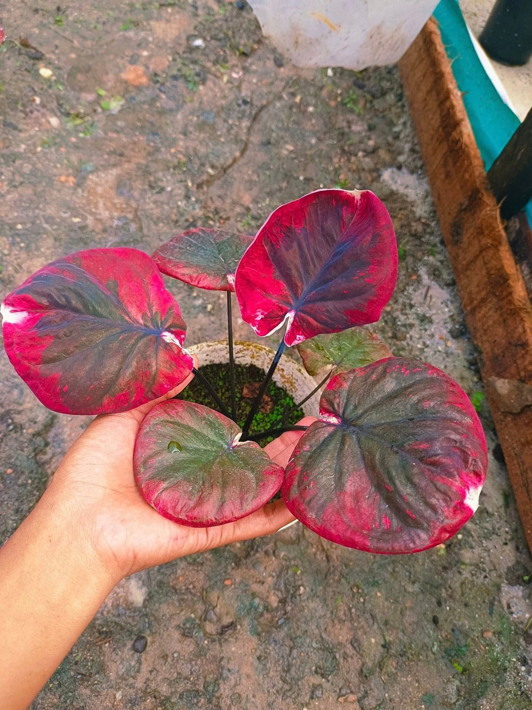 Caladium Red Hybrid Rare Seeds House Plant Gift Free - Etsy