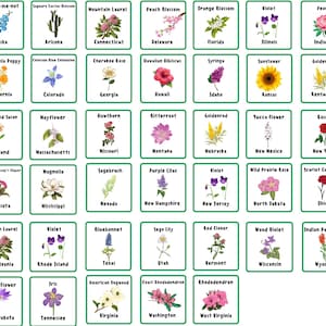50 US State Flower Flashcards | Learn the Flowers of the United States ...