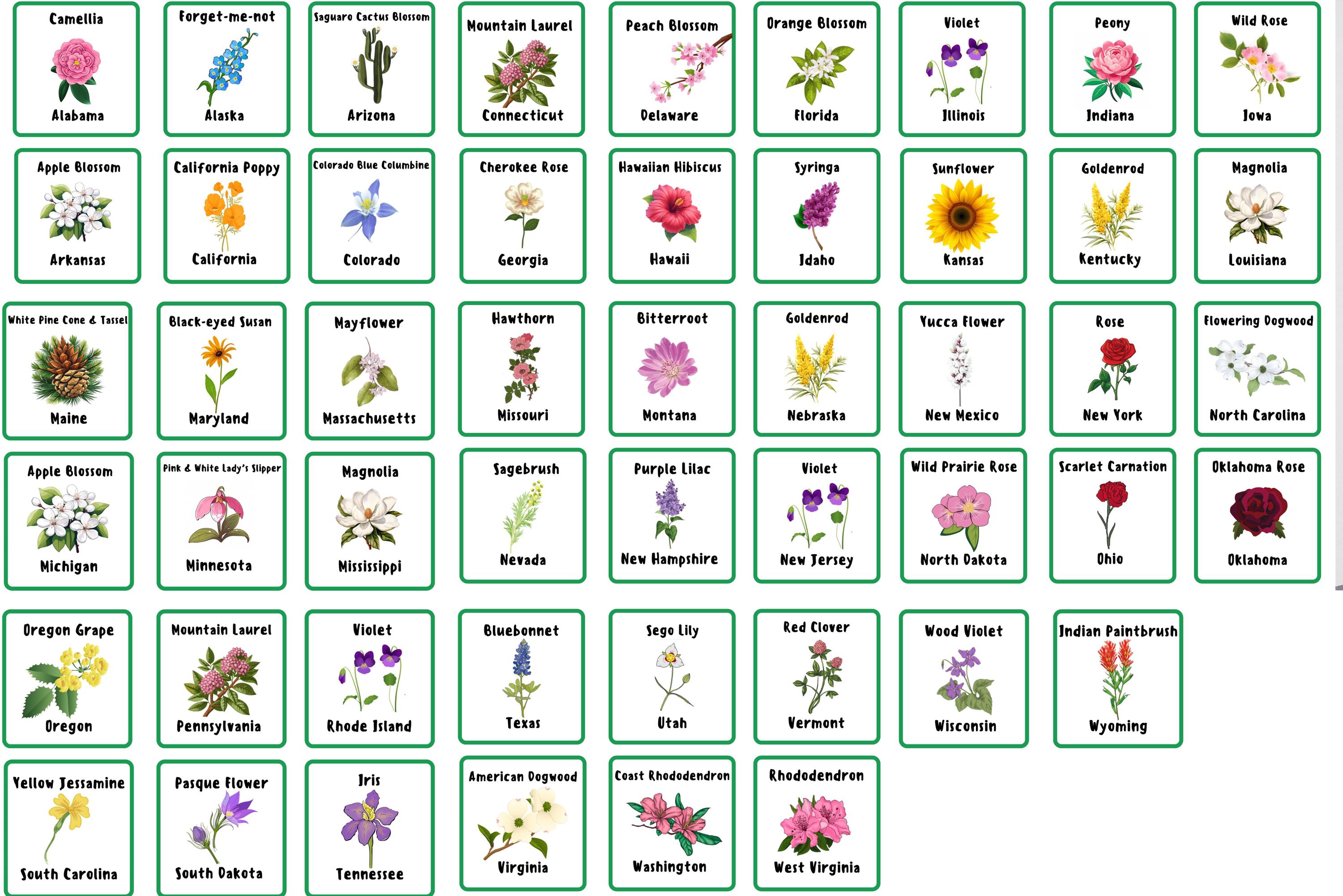 50 US State Flower Flashcards | Learn the Flowers of the United States ...