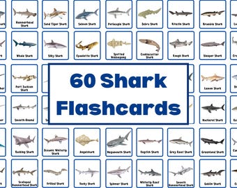 Shark Species Flashcards for Kids: Learn 60 Sharks (PDF & PNG Instant ...
