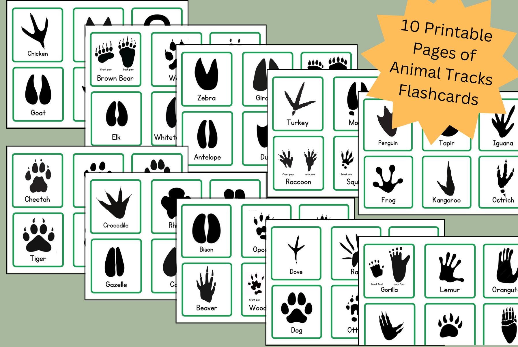 Animal Tracks Flashcards | Animal Paw Prints | Learn the Tracks Left by ...
