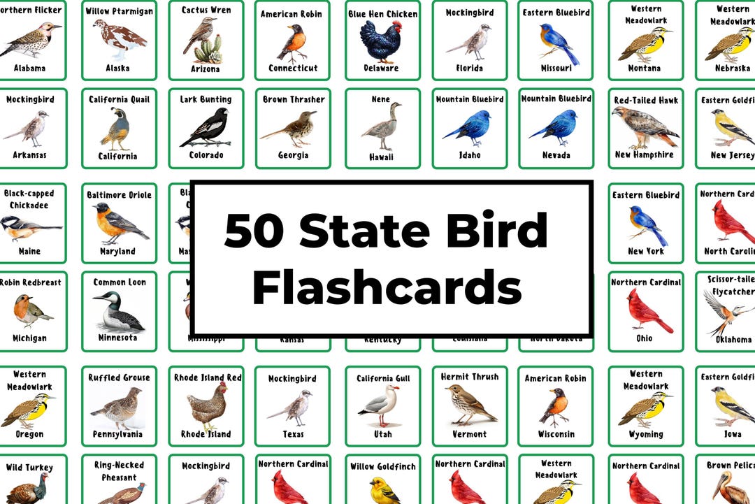 50 US State Bird Flashcards | Learn the Birds of the United States of ...