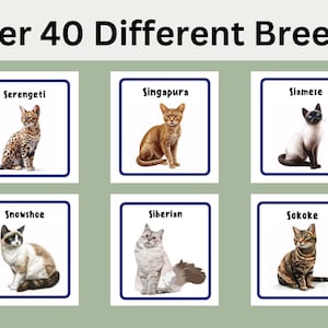 Cat Breed Flashcards | 45 Different Cat Breeds to Learn About | Cat Fun ...