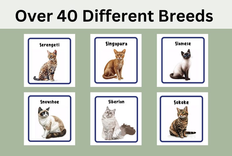 Cat Breed Flashcards | 45 Different Cat Breeds to Learn About | Cat Fun ...