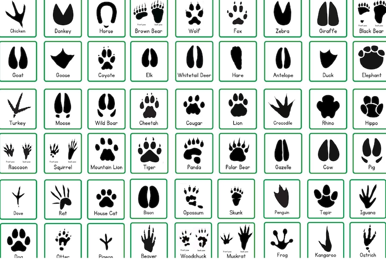 Animal Tracks Flashcards | Animal Paw Prints | Learn the Tracks Left by ...
