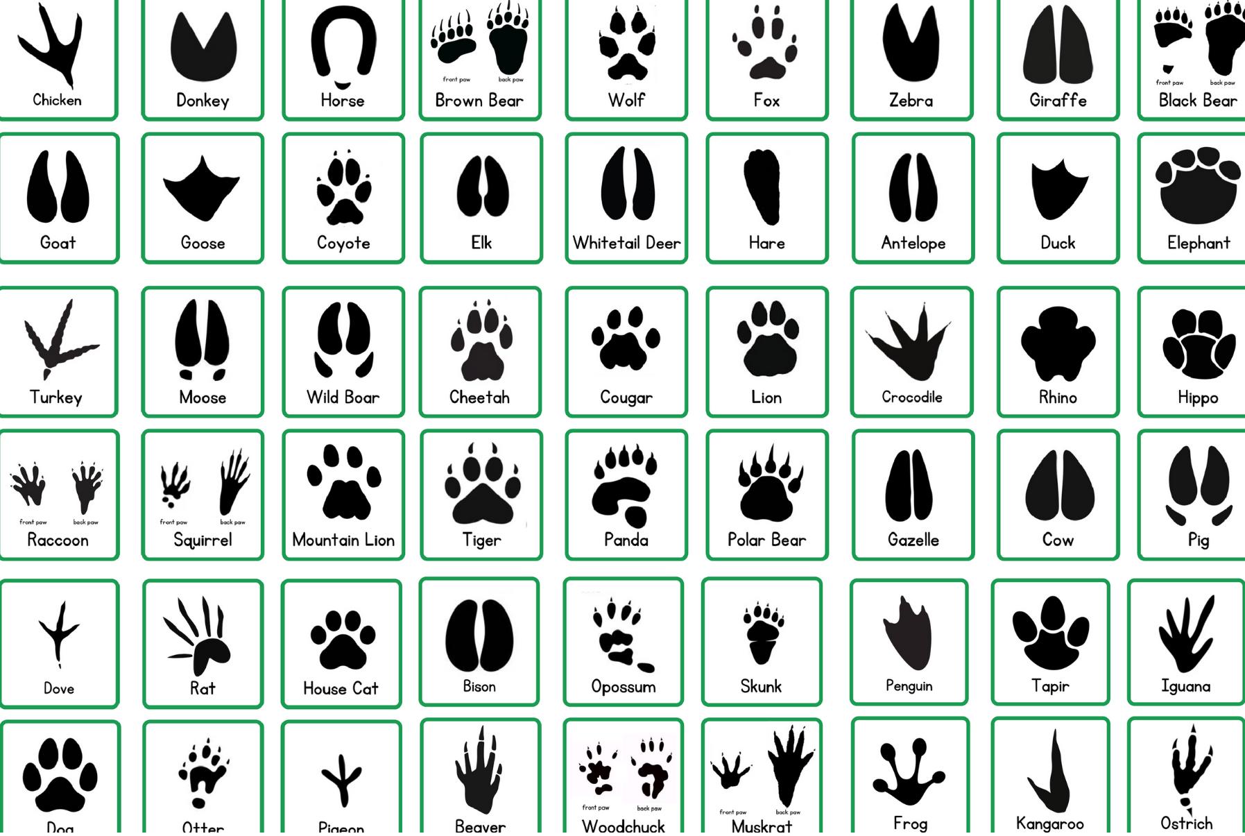 Animal Tracks Flashcards | Animal Paw Prints | Learn the Tracks Left by ...