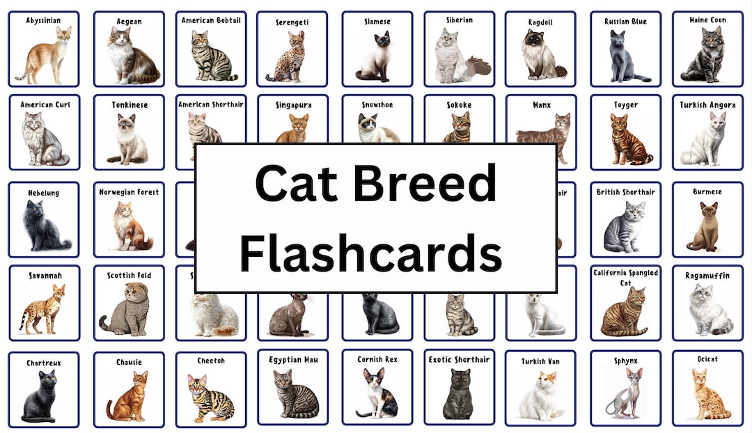 Cat Breed Flashcards | 45 Different Cat Breeds to Learn About | Cat Fun ...