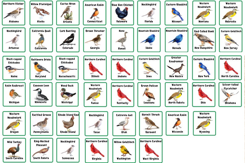 50 US State Bird Flashcards | Learn the Birds of the United States of ...