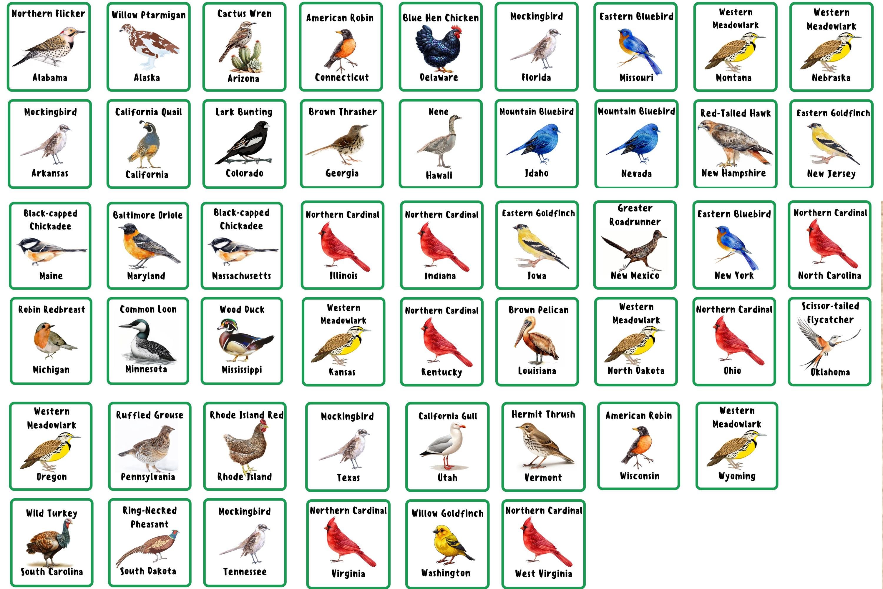 50 US State Bird Flashcards | Learn the Birds of the United States of ...