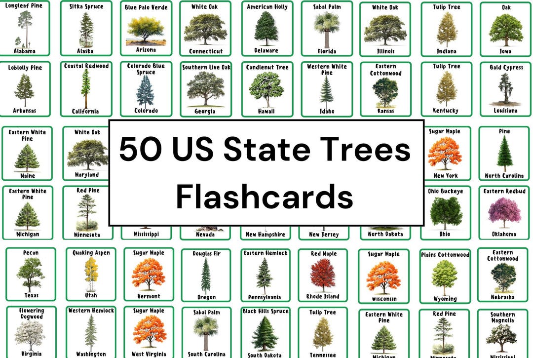 50 US State Tree Flashcards | Learn the Trees of the United States of ...