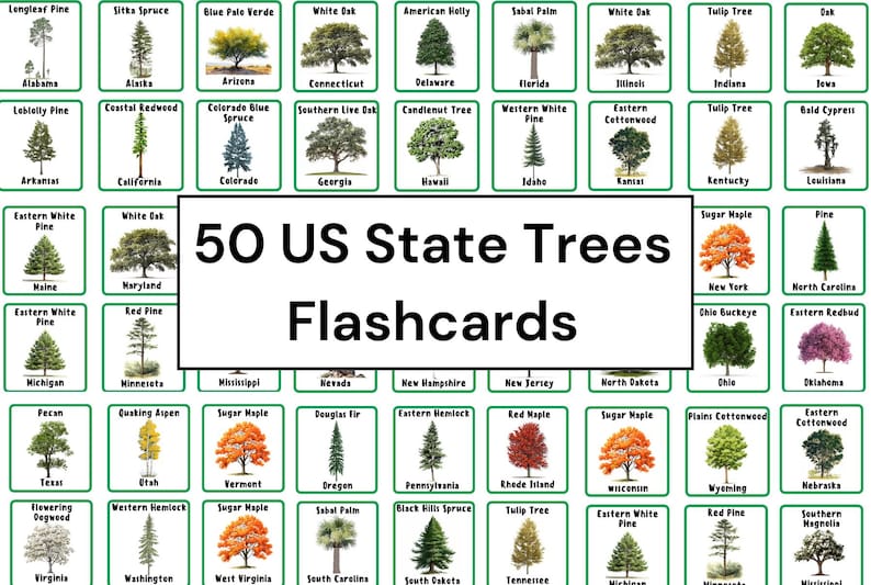 50 US State Tree Flashcards | Learn the Trees of the United States of ...