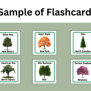 50 US State Tree Flashcards | Learn the Trees of the United States of ...
