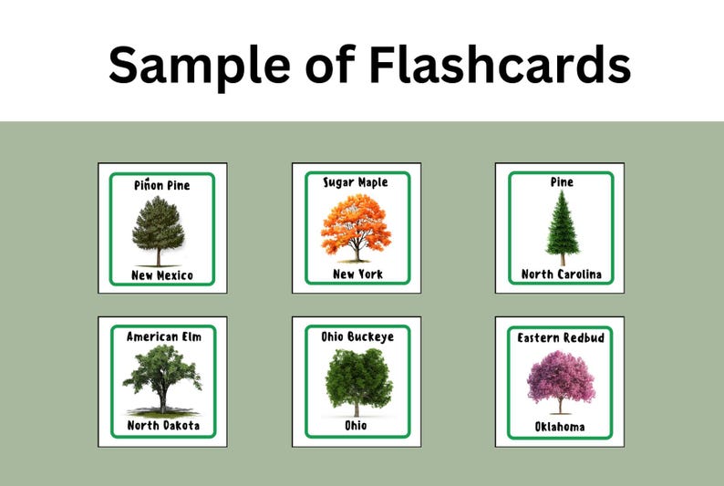 50 US State Tree Flashcards | Learn the Trees of the United States of ...