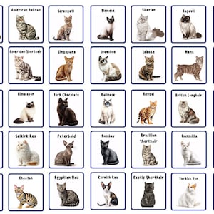 Cat Breed Flashcards | 45 Different Cat Breeds to Learn About | Cat Fun ...