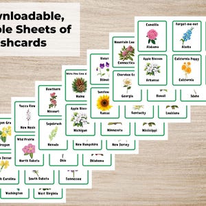 50 US State Flower Flashcards | Learn the Flowers of the United States ...