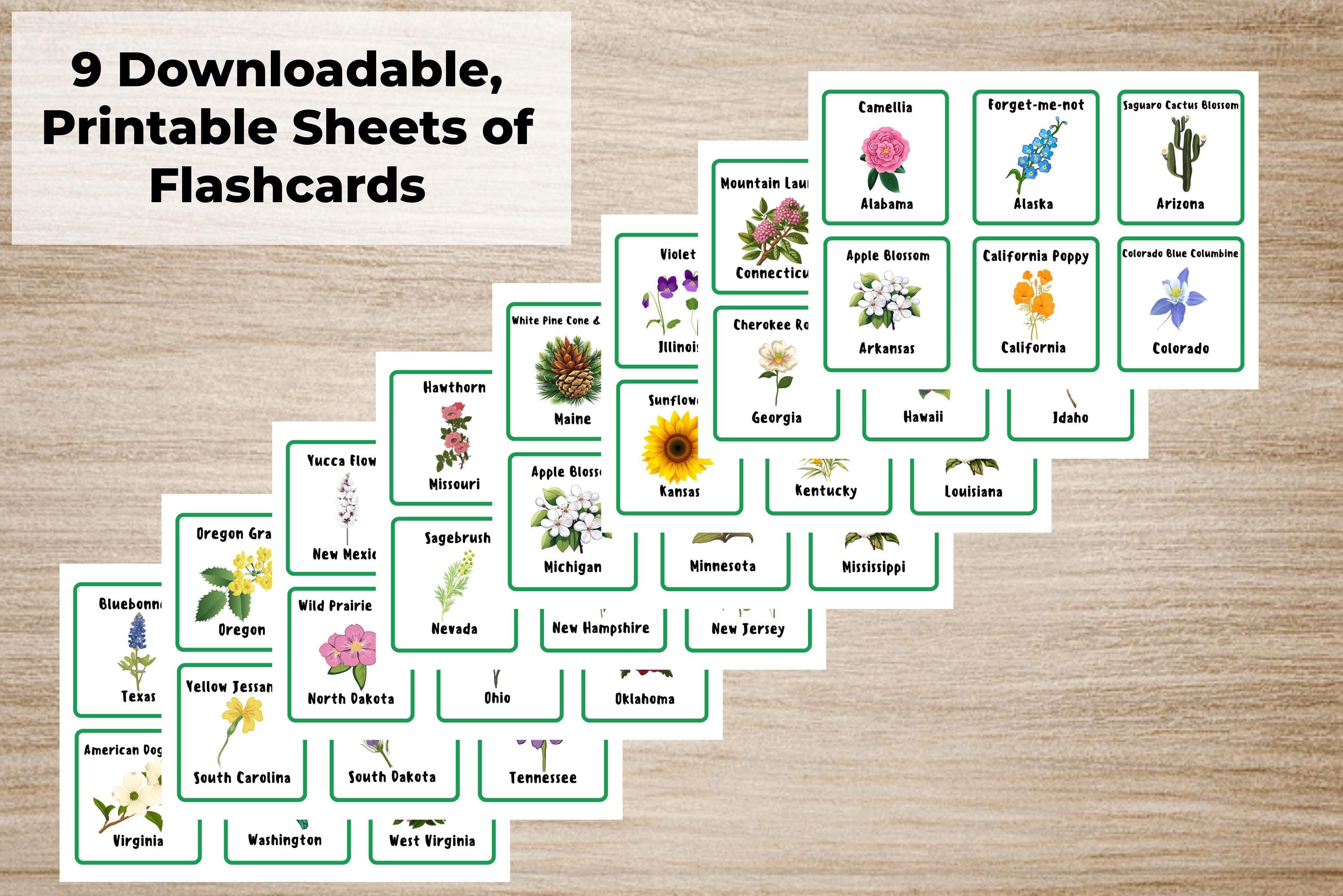 50 US State Flower Flashcards | Learn the Flowers of the United States ...