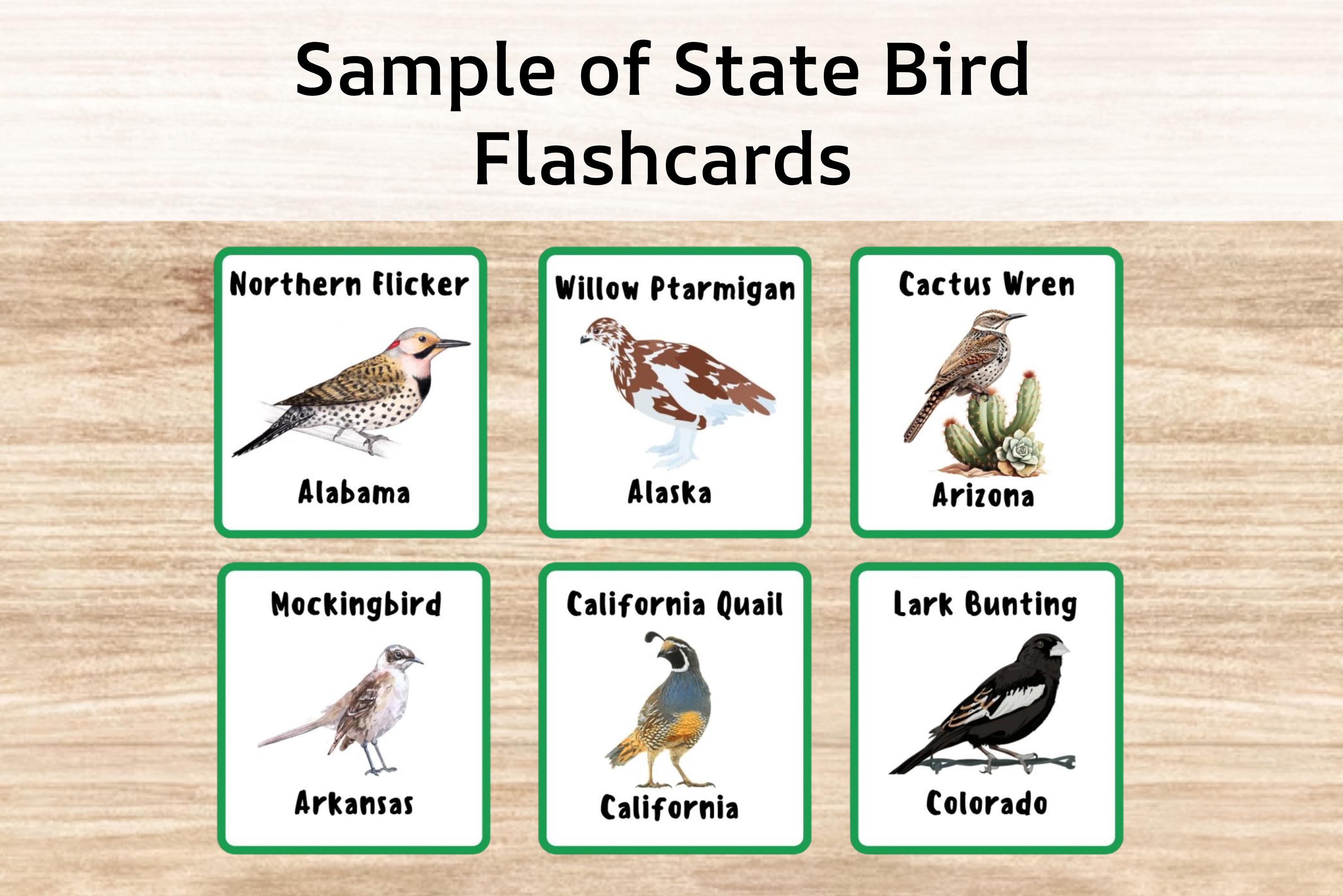 50 US State Bird Flashcards | Learn the Birds of the United States of ...