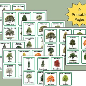 50 US State Tree Flashcards | Learn the Trees of the United States of ...