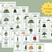 50 US State Tree Flashcards | Learn the Trees of the United States of ...