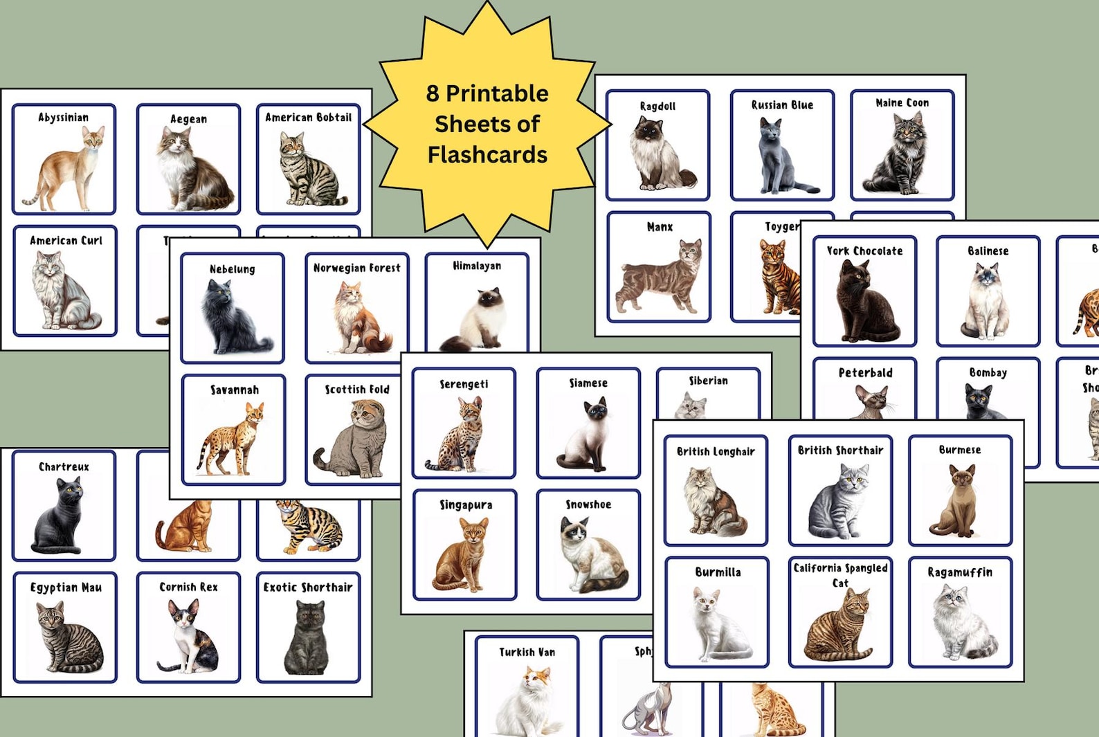 Cat Breed Flashcards | 45 Different Cat Breeds to Learn About | Cat Fun ...