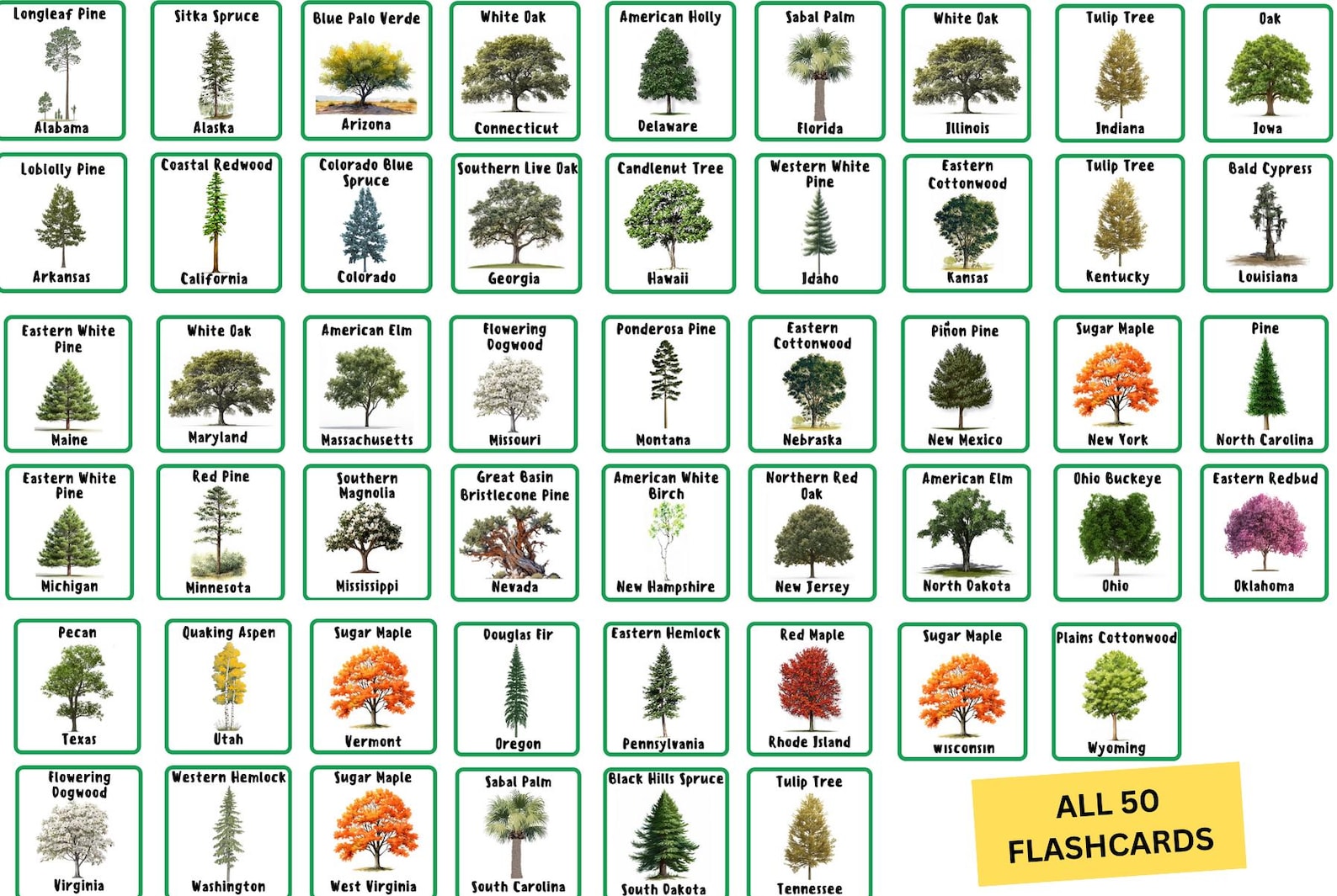 50 US State Tree Flashcards | Learn the Trees of the United States of ...