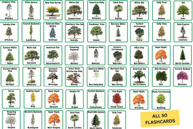 50 US State Tree Flashcards | Learn the Trees of the United States of ...