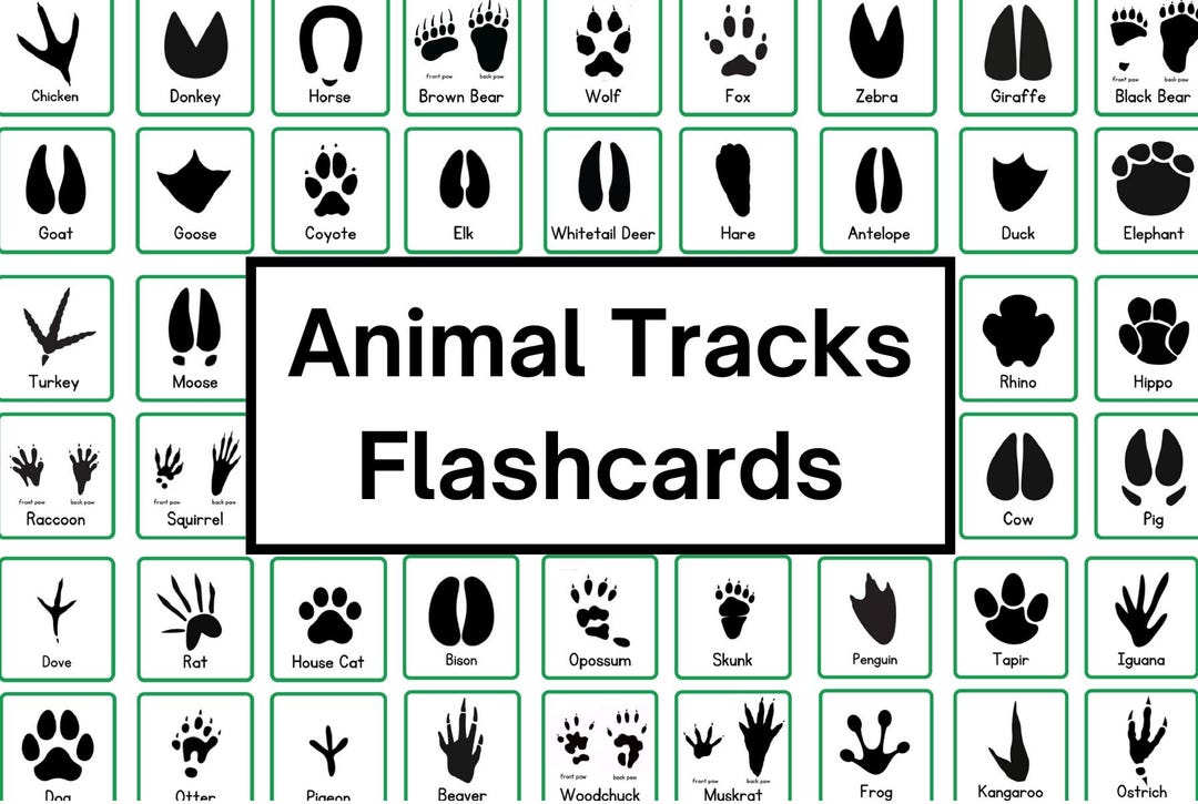 Animal Tracks Flashcards | Animal Paw Prints | Learn the Tracks Left by ...