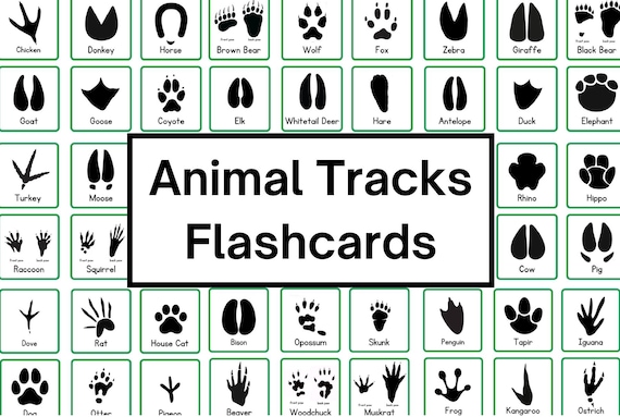 Animal Paw Print Identification