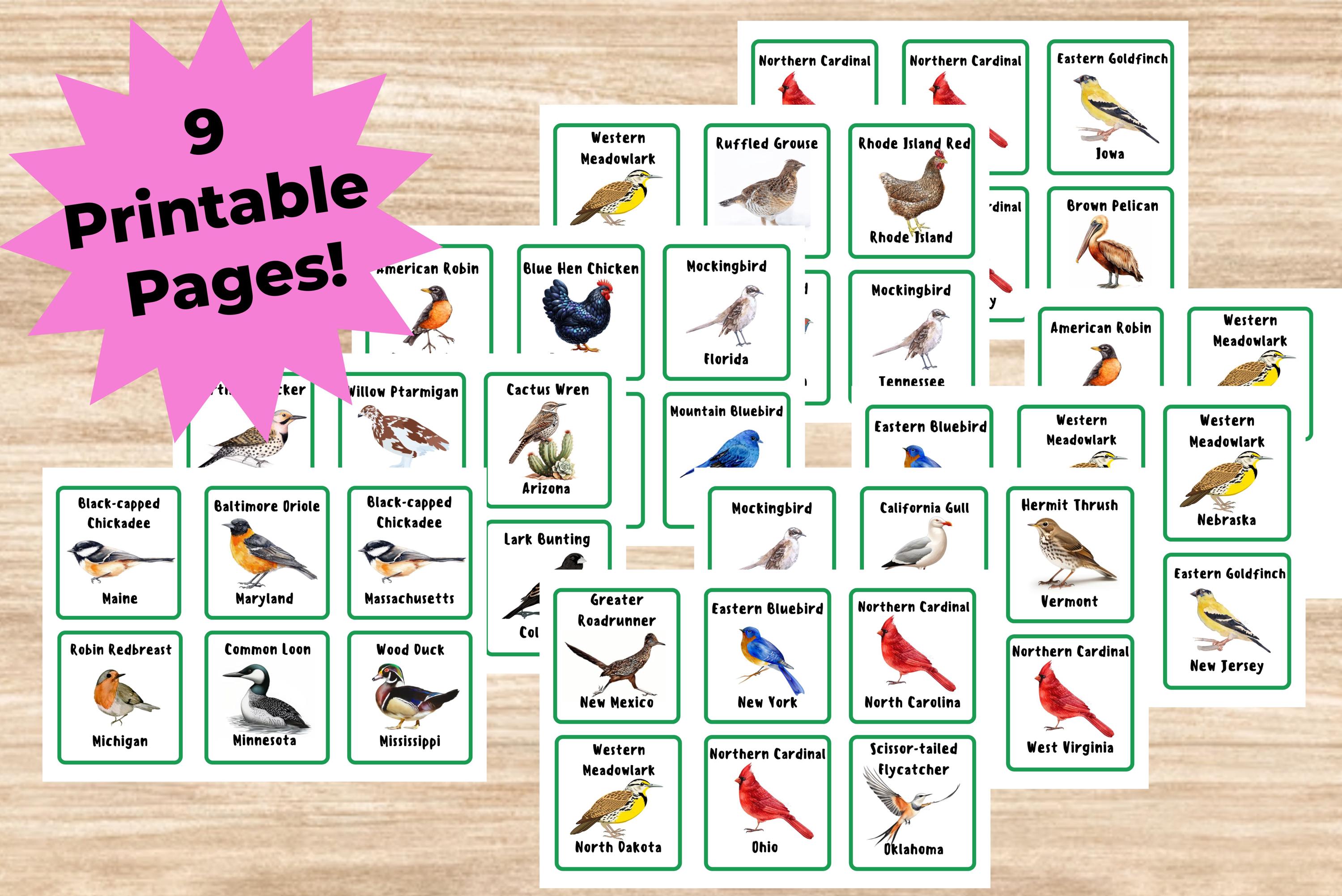 50 US State Bird Flashcards | Learn the Birds of the United States of ...