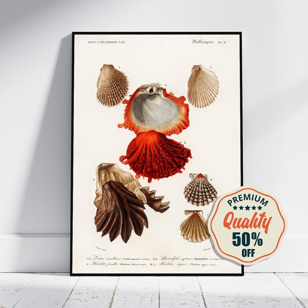 Hi-res Poster A4, A3...20x30 Inch... Different Types of Molluscs by ...