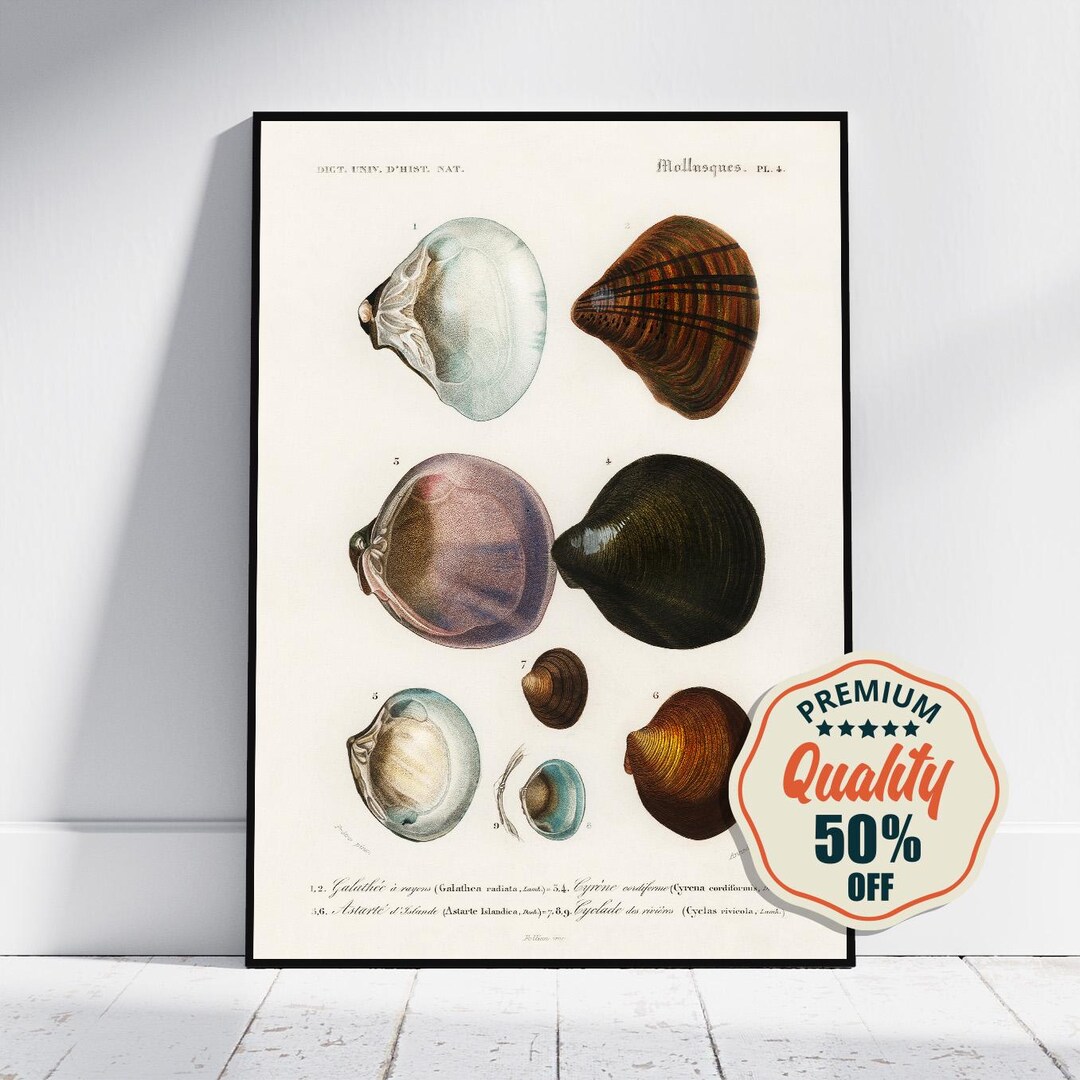Hi-res Poster A4, A3...20x30 Inch... Different Types of Molluscs by ...