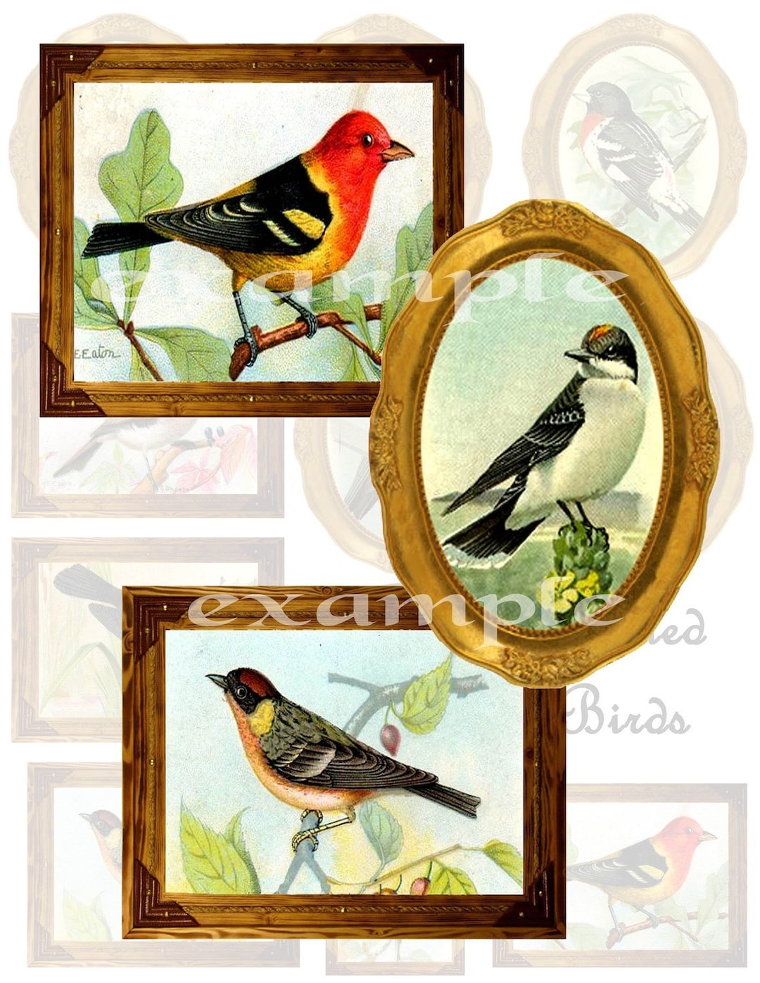 Framed Birds Digital Collage Sheet - Etsy