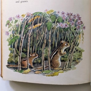 Little Chip. 1950s Children's Book About a Chipmunk. American Wildlife ...