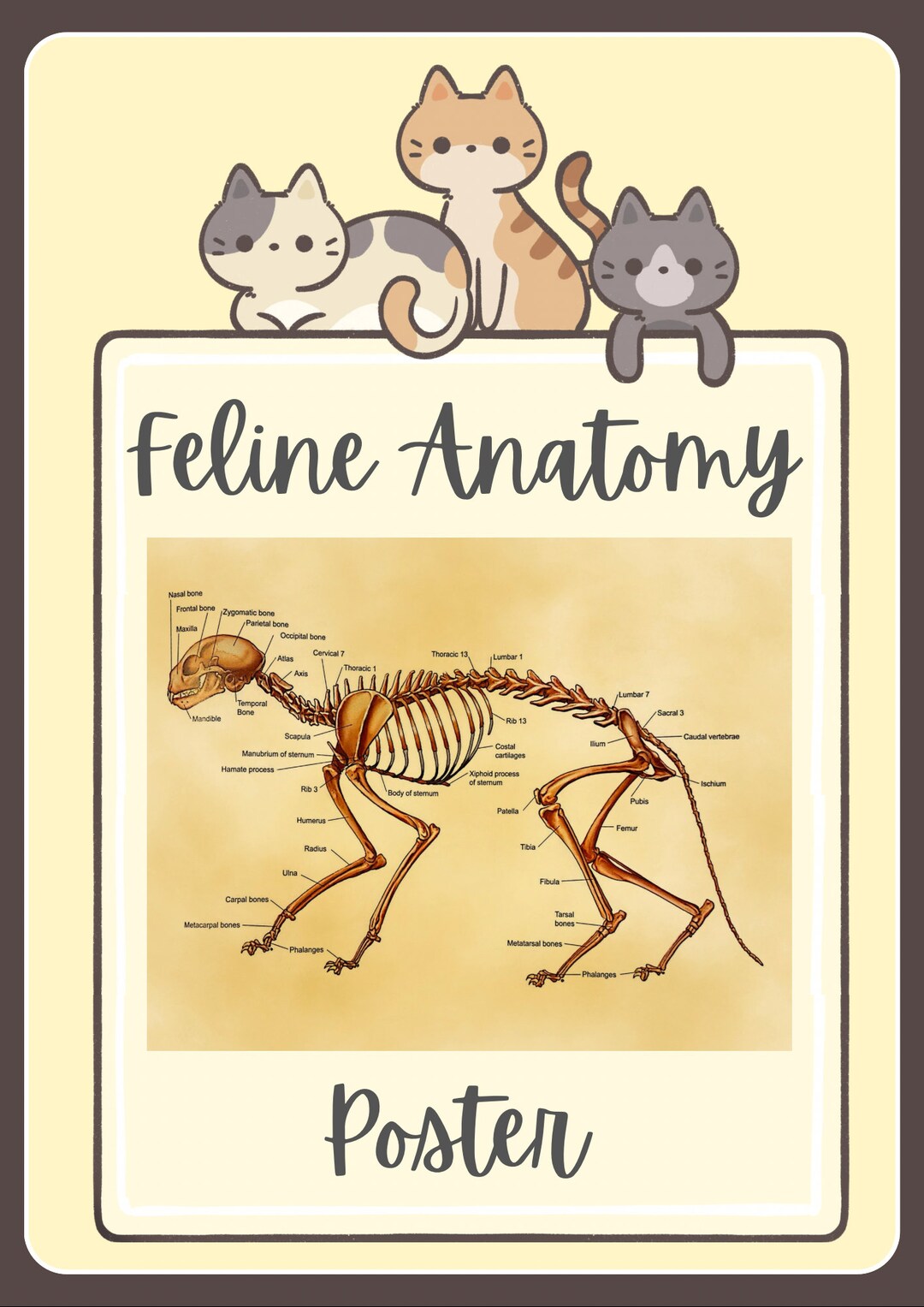 Feline Anatomy Art Cat Skeletal Illustration Veterinary Poster Medical ...
