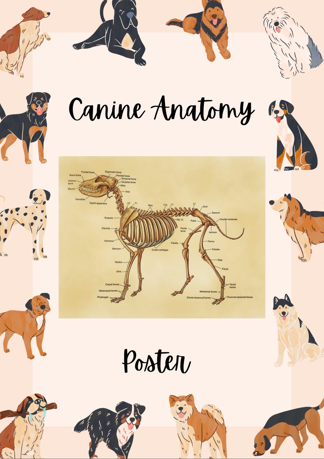 Dog Anatomy Art Canine Skeletal Illustration Veterinary Poster Medical ...