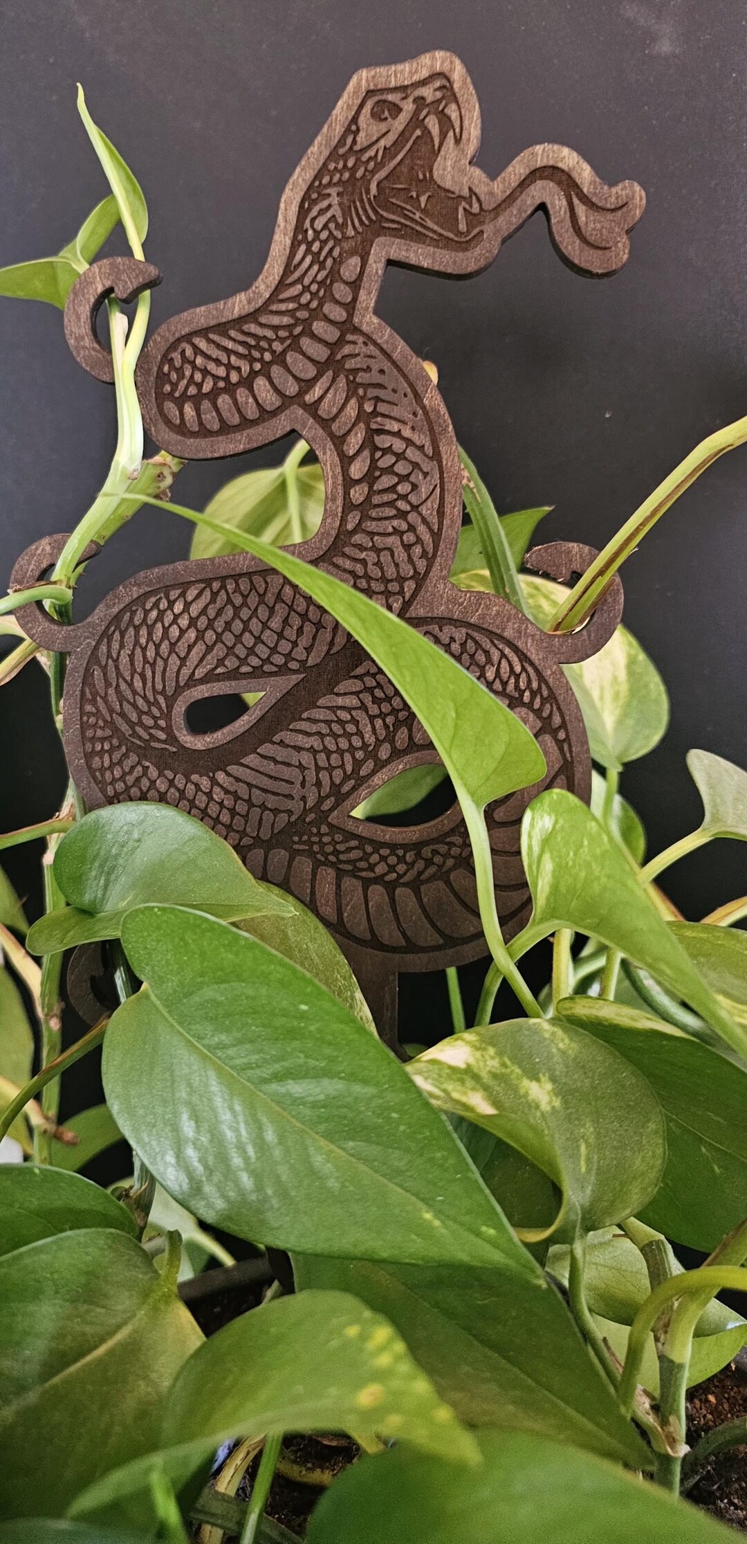 Snake Plant Stake, Stake, Plant Support, Wood Support, Plant, Snake ...