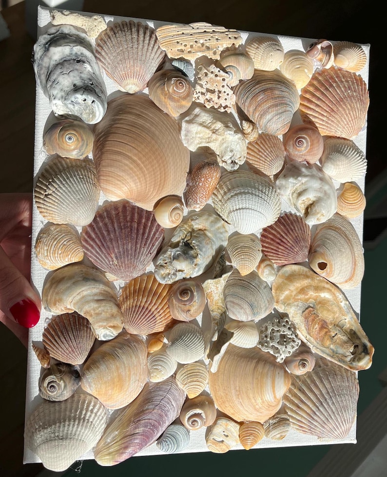 Handmade Seashell Canvas Art - Etsy