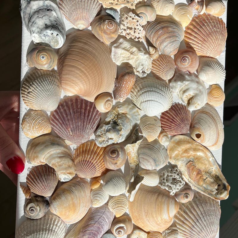Real Seashells - Etsy