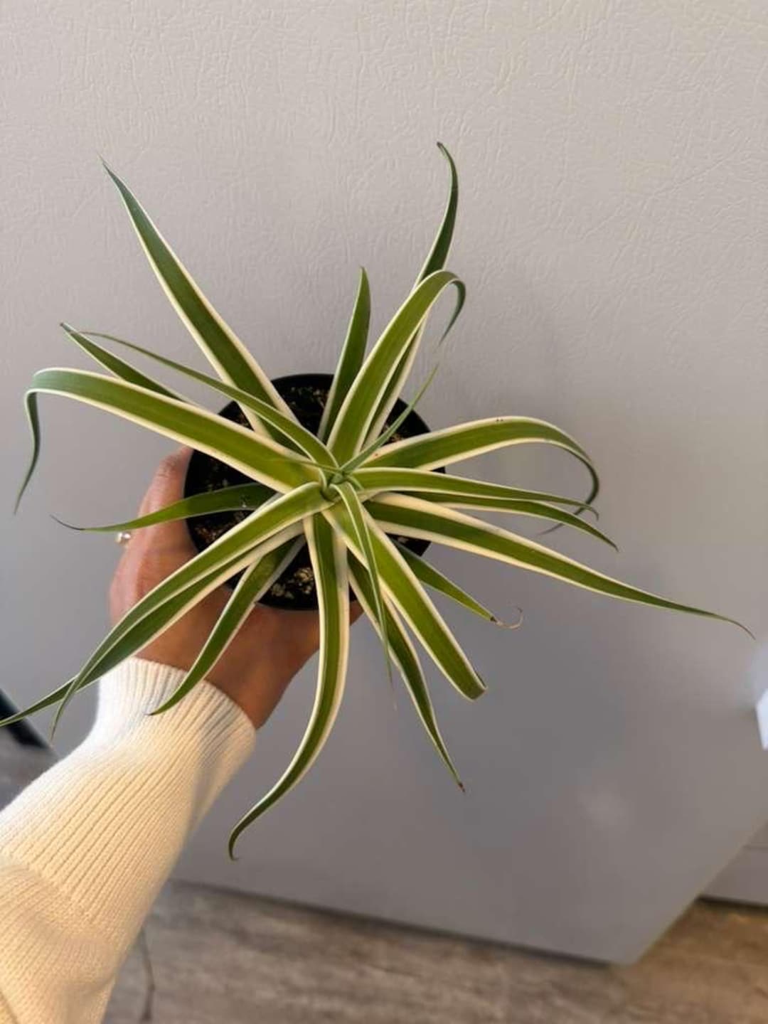 Agave Bracteosa Variegtaed (monterrey Frostbite) 9cm - Etsy