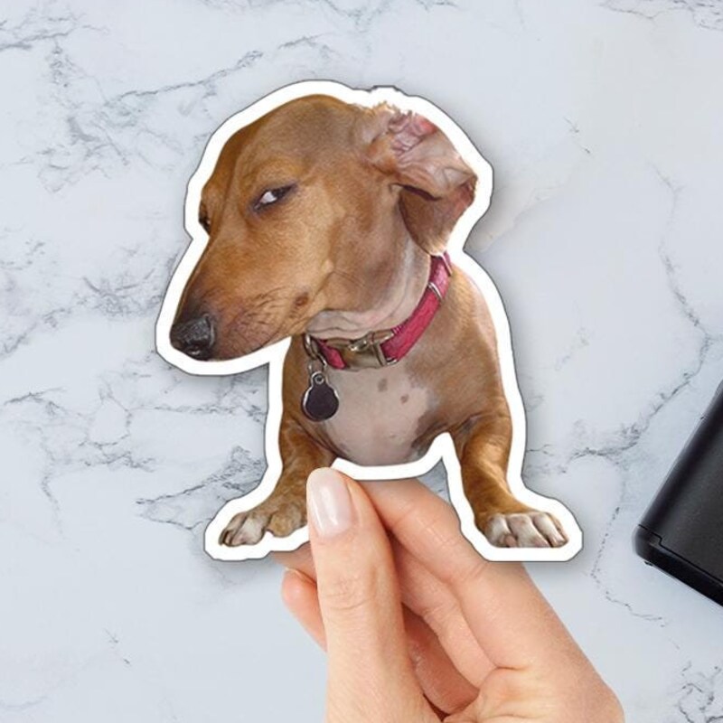 Animal Meme Stickers - Etsy