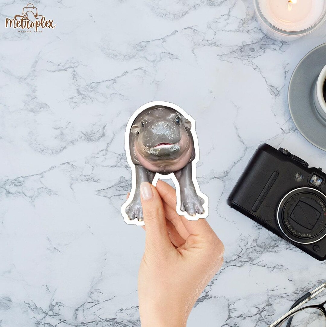 Moo Deng Fan Club Sticker, Funny Baby Pygmy Hippopotamus Sticker, Moo ...