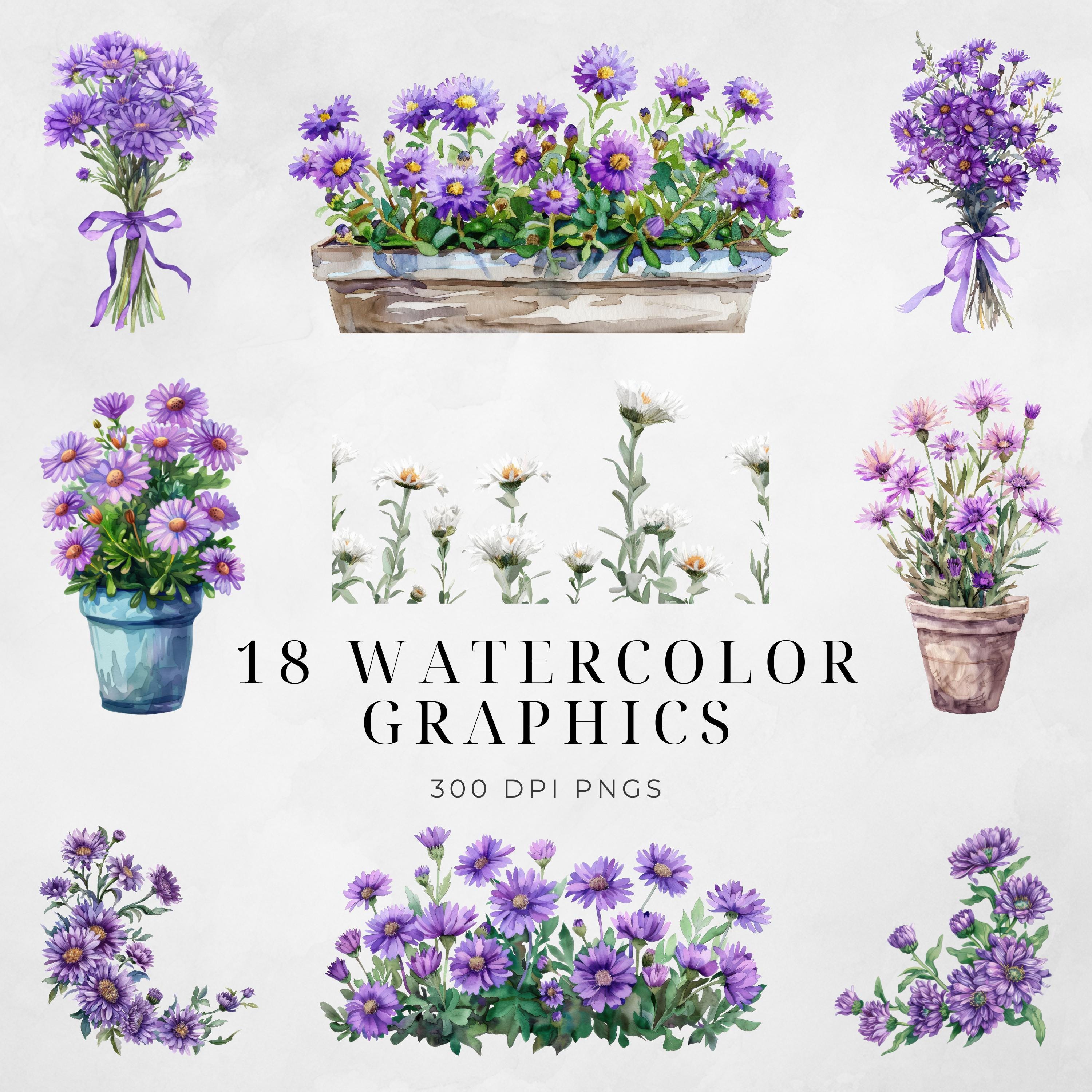 Watercolor Aster Clipart, September Birth Flower, Fall Floral Graphics ...