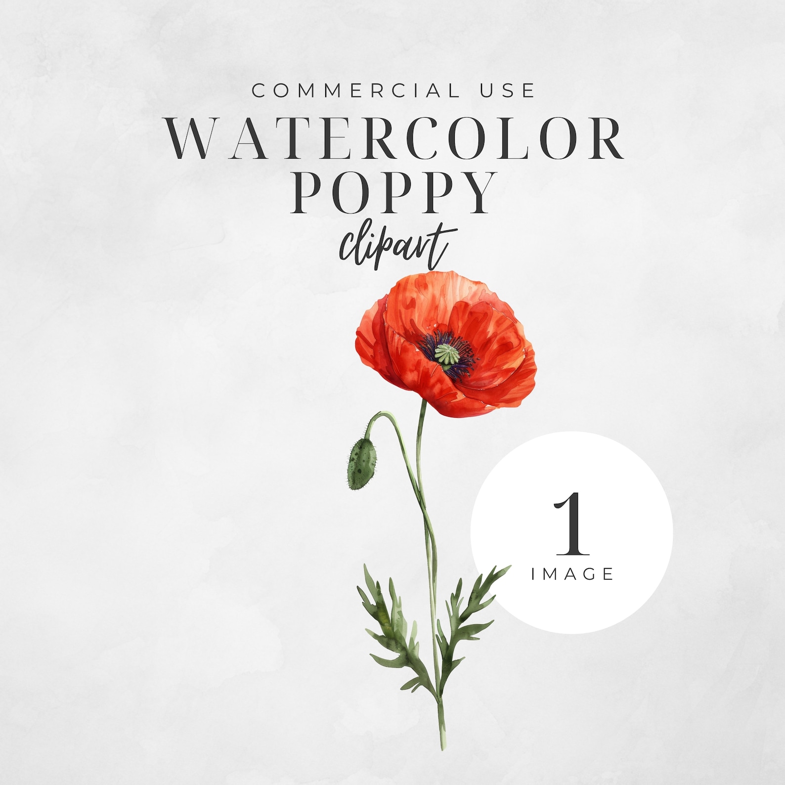 Watercolor Floral Poppy Clipart, August Birth Month Flower, Remembrance ...