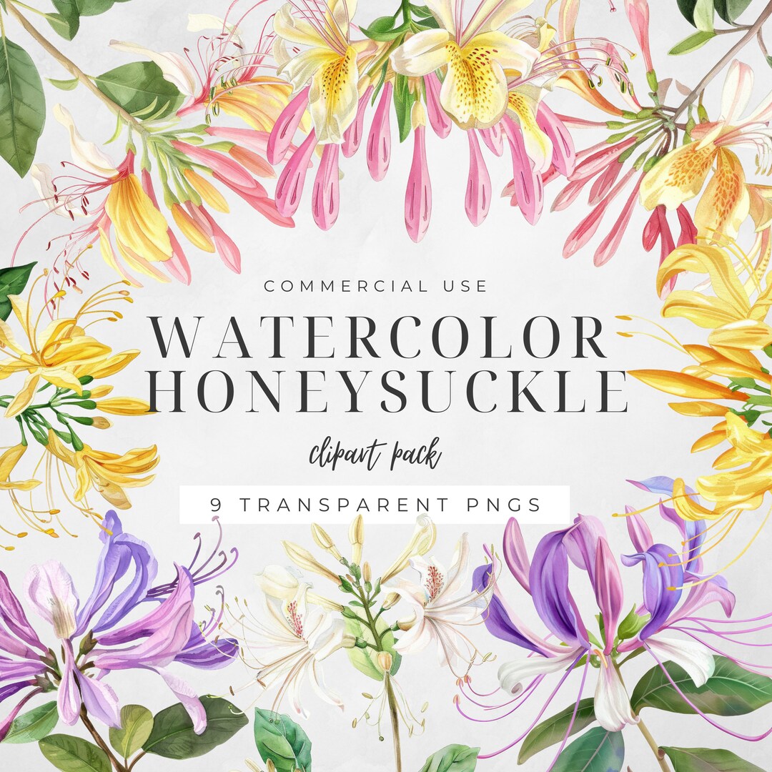 Watercolor Honeysuckle Clipart, June Birth Flower, Botanical Summer ...