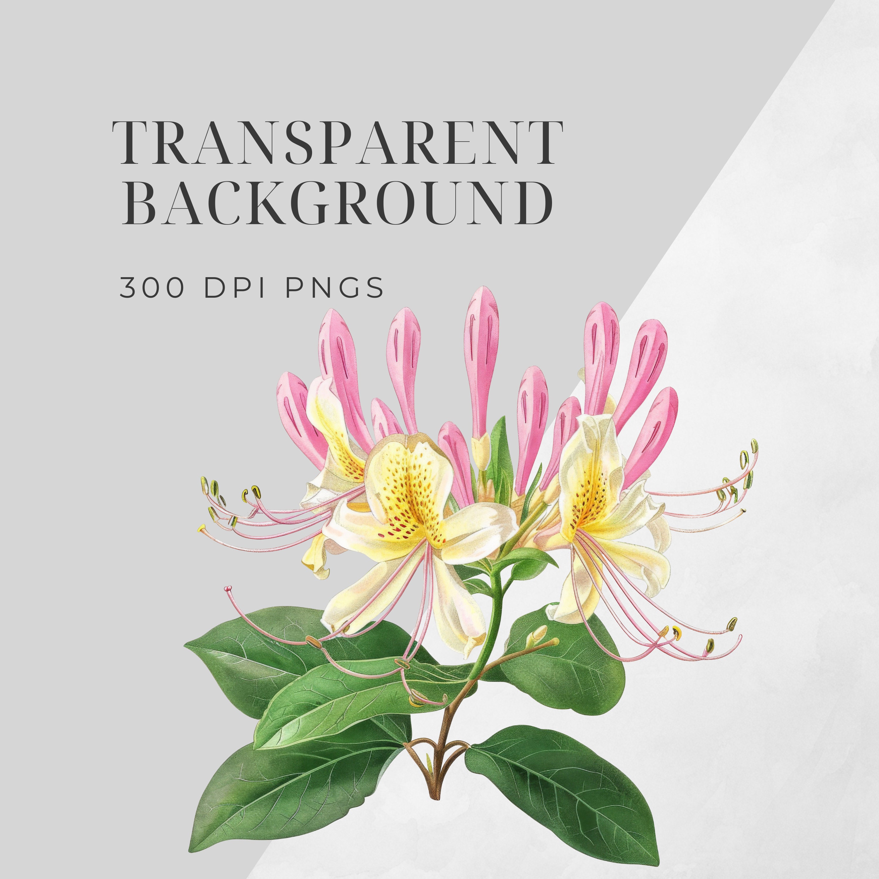 Watercolor Honeysuckle Clipart, Delicate Botanical, Summer Flowers ...