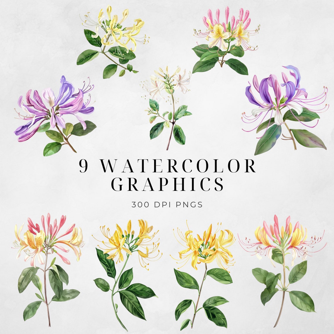 Watercolor Honeysuckle Clipart, June Birth Flower, Botanical Summer ...
