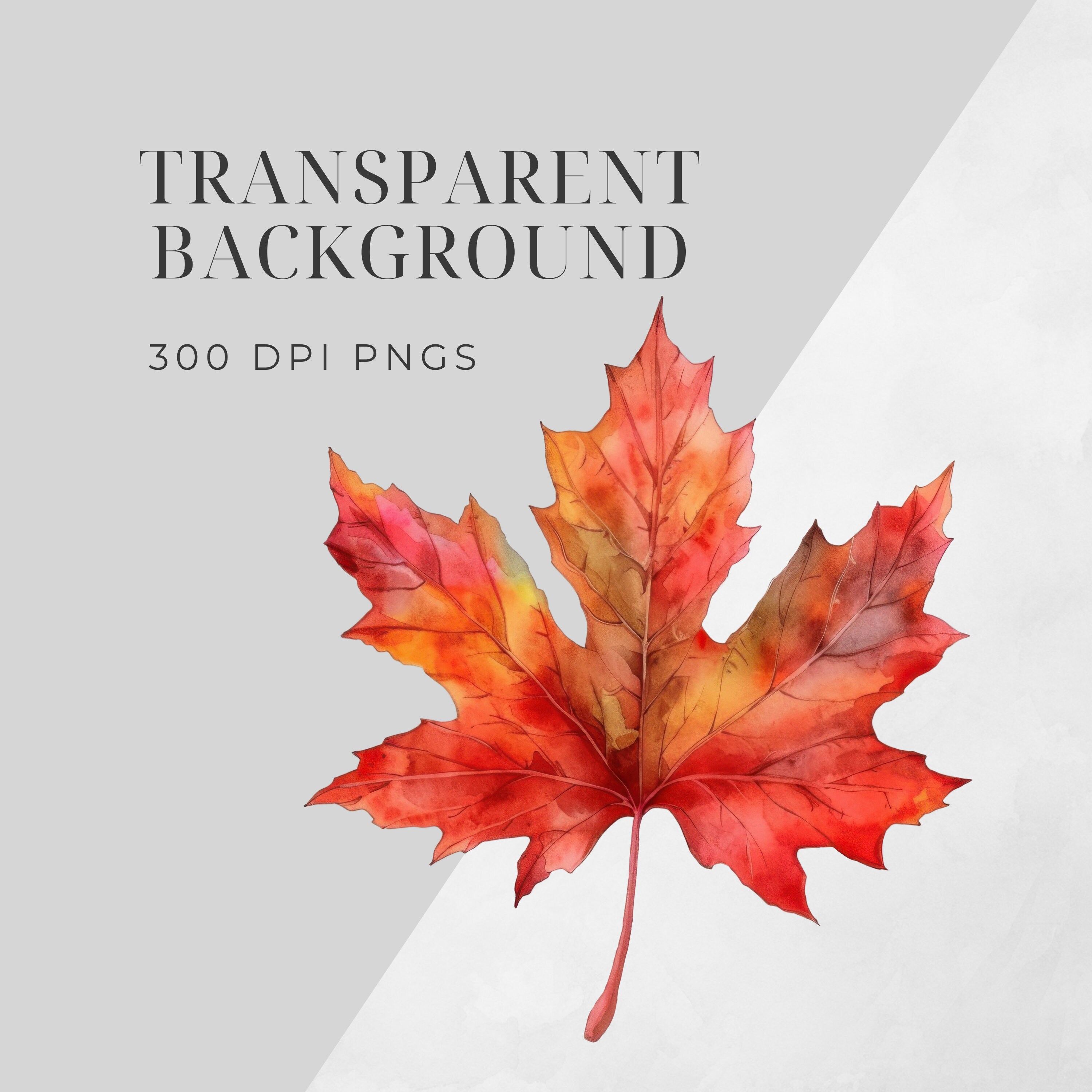 Watercolor Fall Foliage Clipart, Autumn Leaves, Leafy Borders, Pngs for ...